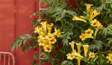 Monoecious And Dioecious Plants Differences Examples And Their