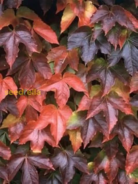 Buy Brown Boston Ivy Seeds For Planting