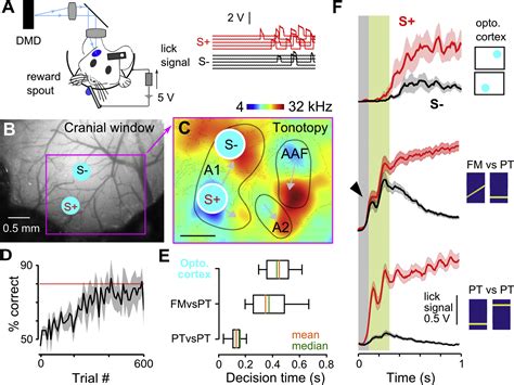 Targeted Cortical Manipulation Of Auditory Perception Neuron