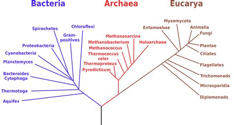 21 Three Domains Of Cellular Life Biology Libretexts