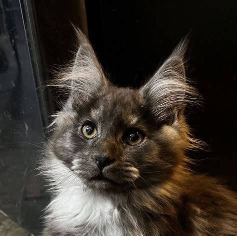 Fluffy Nugget Maine Coons