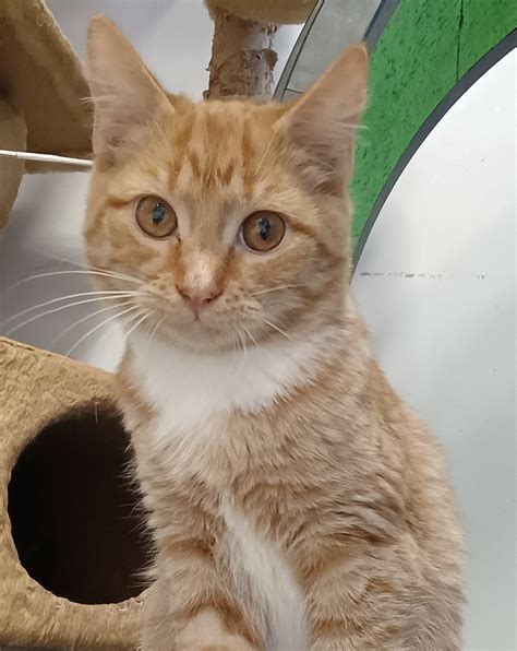 Scarlett Sweet And Loving Kitten Safe Rehoming