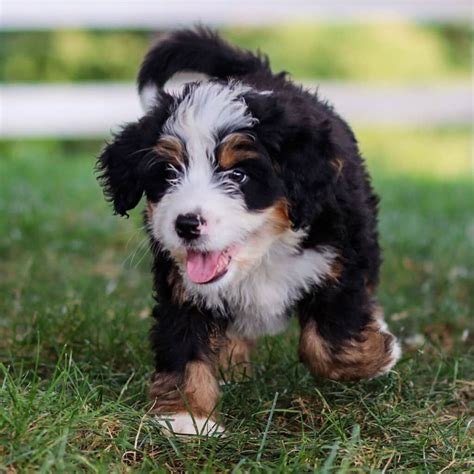 Preparing For Your Miniature Bernedoodle Essentials