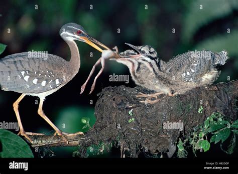 Sunbittern Eurypyga Helias Adult Feeding Frog To Chicks In Nest