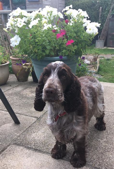 Home Boarding Lizzie The Cocker Spaniel Barking Mad About