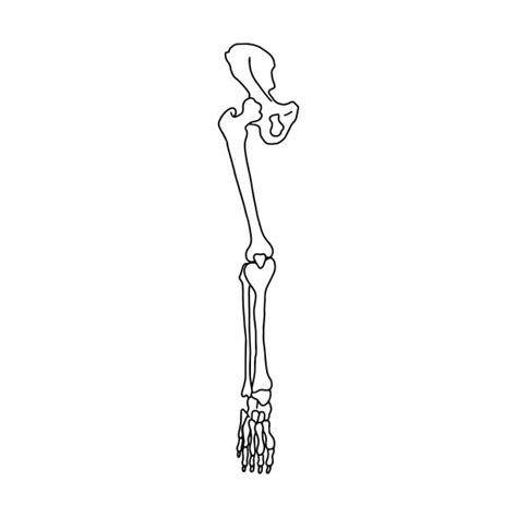 Skeleton Leg Drawing