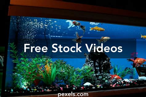 Molly Fish Videos Download The Best Free 4k Stock Video Footage