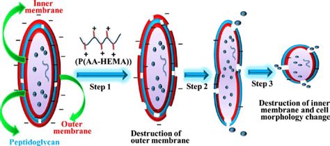 Step 1 Positively Charged Polymer Disrupts The Outer Membrane Of Download Scientific Diagram