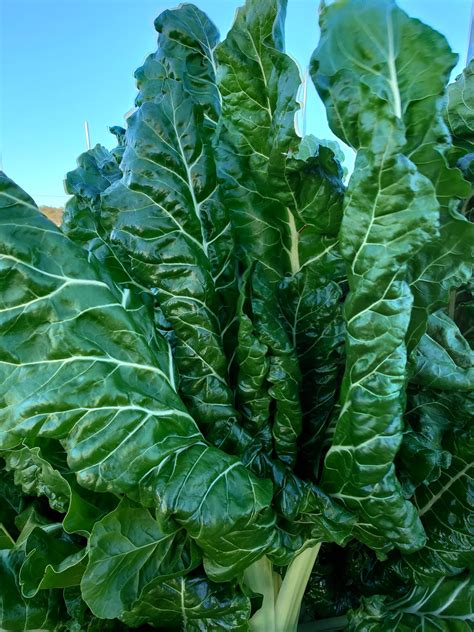 Silverbeet Local Seeds