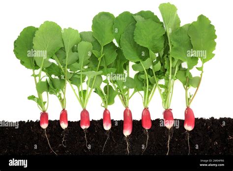 Radish Vegetable Plants With Roots Growing In Earth Cross Section View