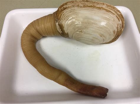 The Deep Dive On Geoducks Southeast Alaska Tribal Ocean Research