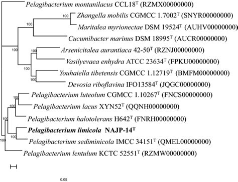 Maximum Likelihood Phylogenetic Tree Reconstruction Based On The