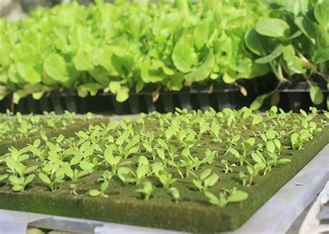 Coco Cubes Benefits For Plants Growing Cubes Phenolic Foam China Factory