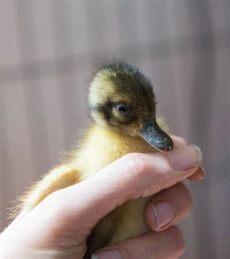 The Welsh Harlequin Duck Breed Guide — Raising Ducks