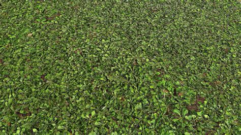 Forest Grass Download Free Seamless Texture And Substance Pbr
