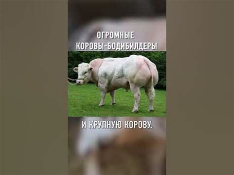 Это Самые СИЛЬНЫЕ Коровы в Мире #shorts - YouTube