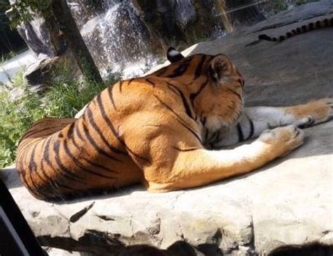 Buff Tiger Stronkers