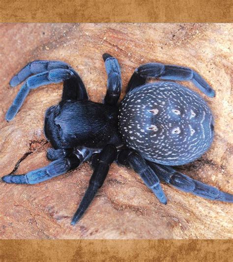 Blue Velvet Spider Eresus Sp Sidi Ifni The Defiant Forest