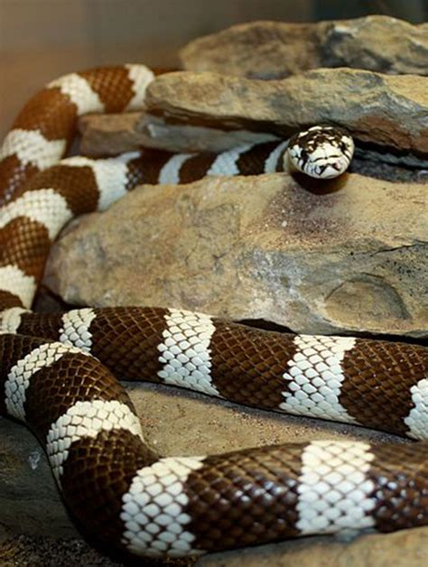 Best Substrate For California Kingsnake At James Hammons Blog
