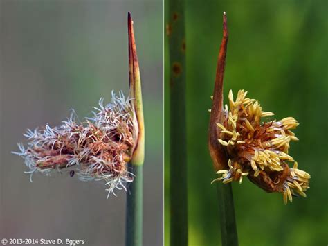 Schoenoplectus Acutus Hard Stem Bulrush Minnesota Wildflowers
