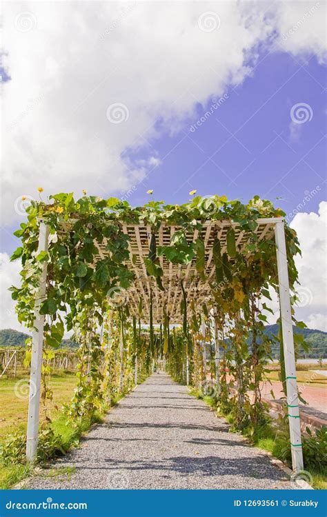 Vegetables Plating In Modern Farm Thailand Stock Image Image Of Nature Decorative 12693561