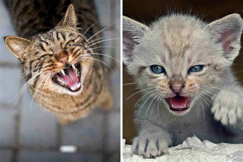Il Gatto Miagola In Modo Diverso A Uomini E Donne E Il Motivo Ti Farà