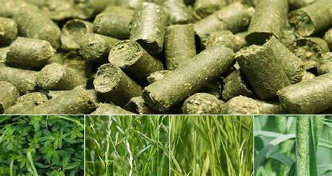 Practical Guide To Producing Grass Pellets For Cattle
