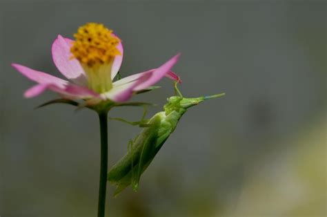 Premium Photo Green Grasshoper With Blur Background