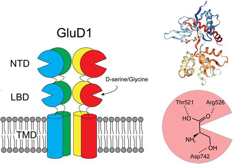 Structural Insights Into The Ligand Binding Domain Of Glud1 And Glud2