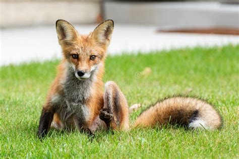 Cute Red Fox Cub On Green Grass Showing Sharp Teeth Stock Image Image Of Sharp Field 258354921