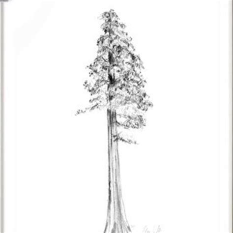 How To Draw Redwood Tree Bathroomladder Jeffcoocctax