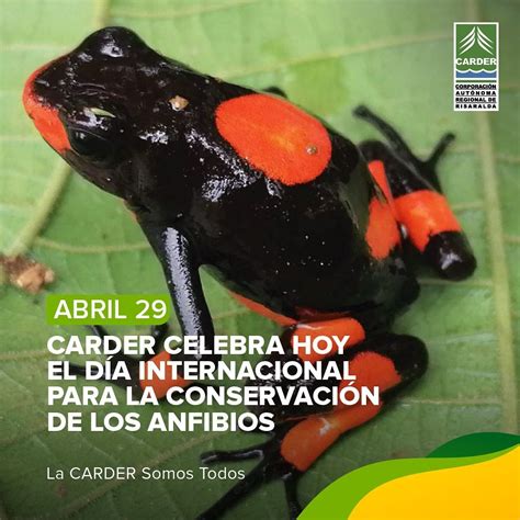 Carder 🐸 Los Anfibios Son Un Componente Crítico De Los Ecosistemas Acuáticos Y Terrestres Y