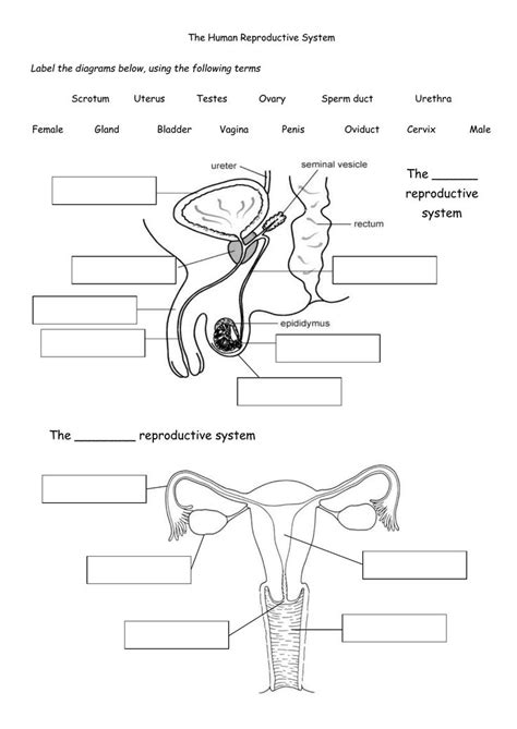 Female Reproductive System Labeled Worksheet