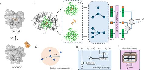 논문 리뷰 Accurate And Generalizable Protein Ligand Binding Affinity Prediction With Geometric