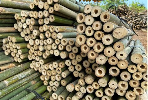 Khám Phá Các Loại Cây Tre Phổ Biến Tại Việt Nam