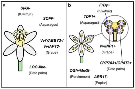 The Diversity Of Plant Sex Chromosomes Highlighted Through Advances In