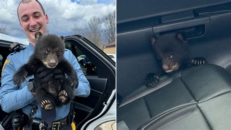 New Jersey State Police Rescue Lone Bear Cub Found Along I 78 In Ditch