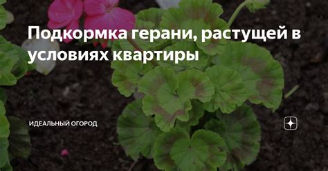 Подкормка герани, растущей в условиях квартиры | Идеальный огород | Дзен