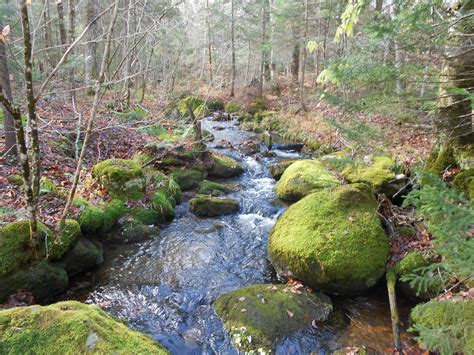 Joseph Borrelli Obituary Death Notice And Service Information