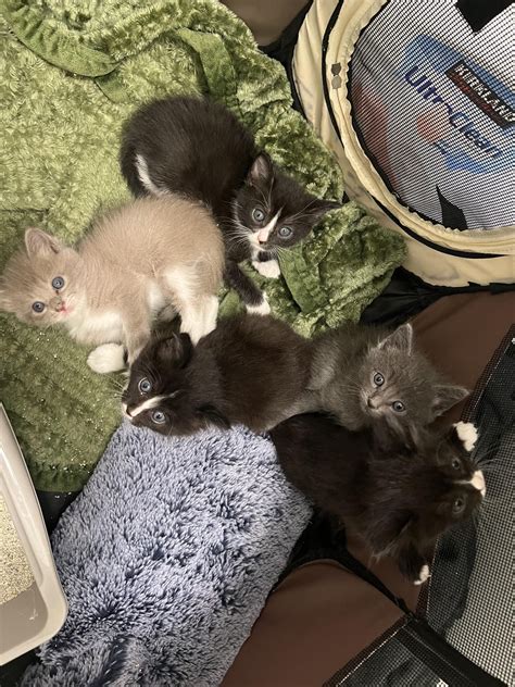 My New Kitten R Kitten