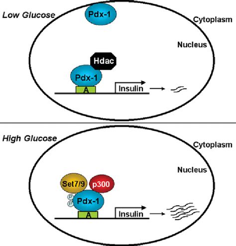 Figure 2 From Glucose Regulation Of Insulin Gene Expression In