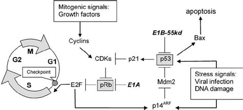 Retinoblastoma Protein