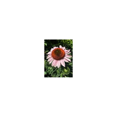 JeŻÓwka Purpurowa Echinacea Hope Nasiona