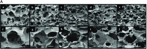 16 Sem Micrographs Of Collagenalginate Scaffold With Different