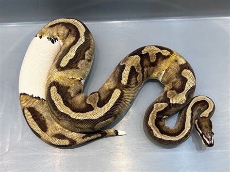 Pied Scaleless Head Ball Python by Brock Wagner Reptiles - MorphMarket