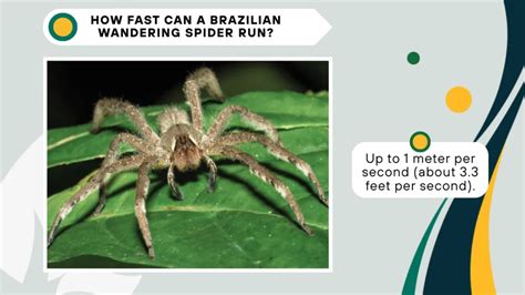 45 Faqs About The Brazilian Wandering Spider Facts Bites