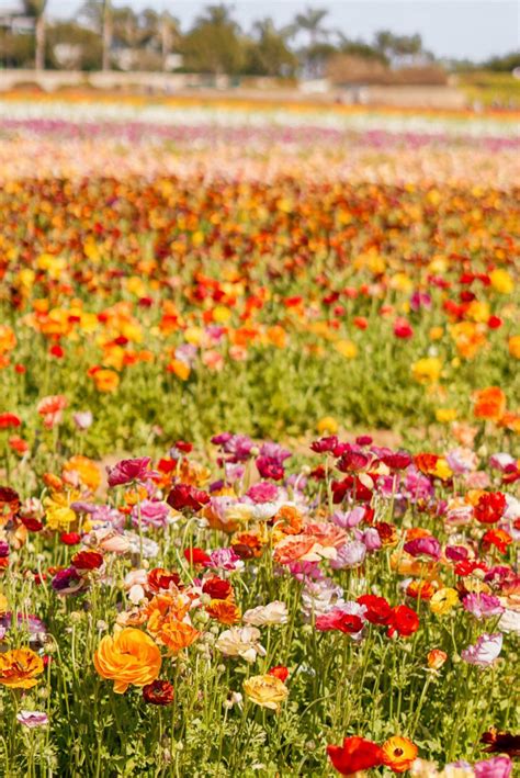 The Carlsbad Flower Fields Everything You Need To Know About Visiting