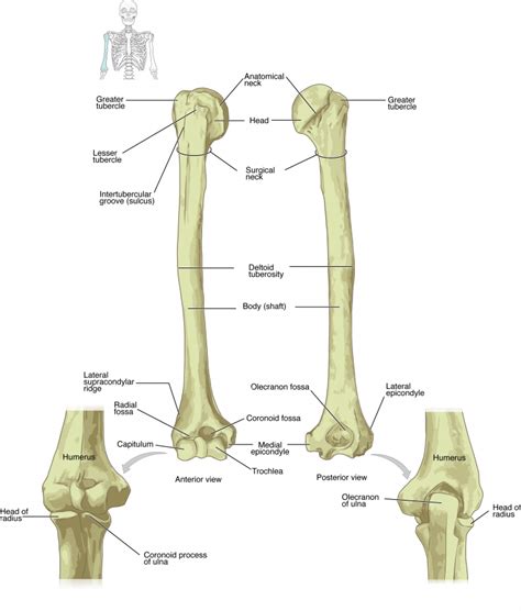 82 Bones Of The Upper Limb Anatomy And Physiology