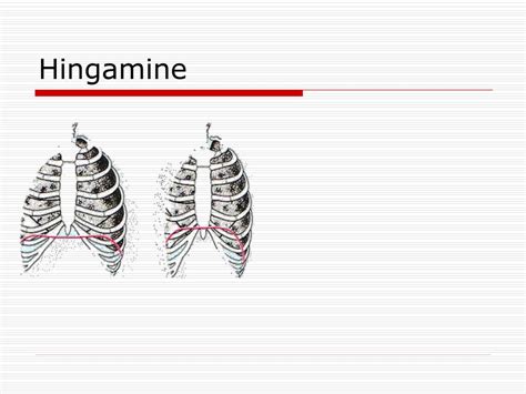 Ppt Hingamiselundkond Powerpoint Presentation Free Download Id617862