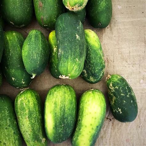 Produce Highlight The Very Cool Cucumber Chico Certified Farmers Market